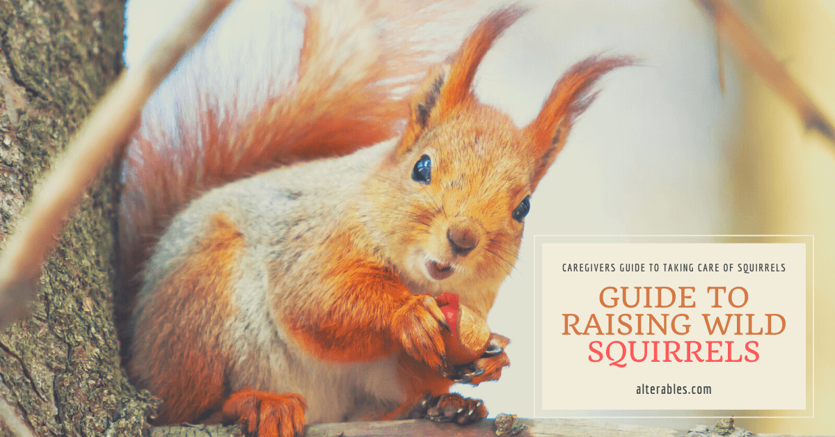 A Guide to Raising Wild Squirrels – Alterables